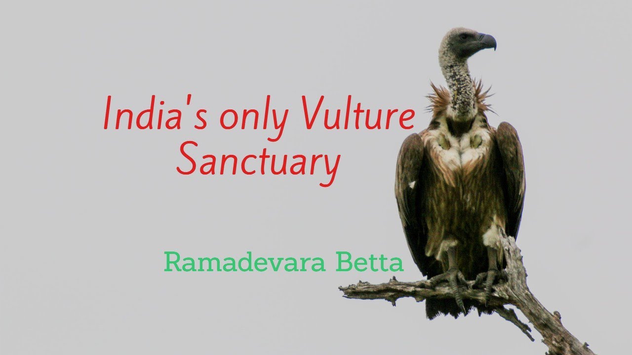 Ramadevara Betta Hill || India's only Vulture Sanctuary || Sholay Hills ...