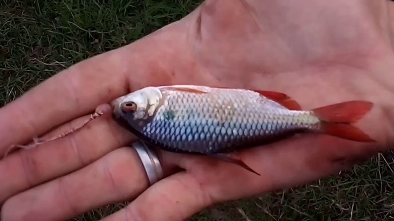 Esse lugar so tem piaba grande - YouTube