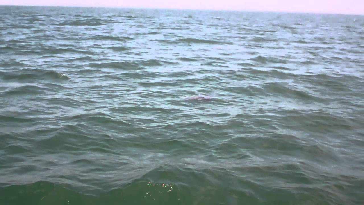 A Baby Mola Mola! - YouTube