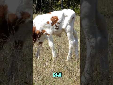 Sapi perah (bos Taurus) #binatang #animals #hewan #anakanak - YouTube