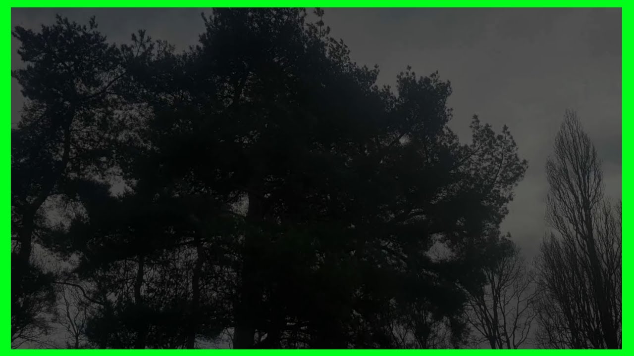 Trees Swaying In Heavy Wind (Strong Wind) - For Insomnia, Stress Relief ...