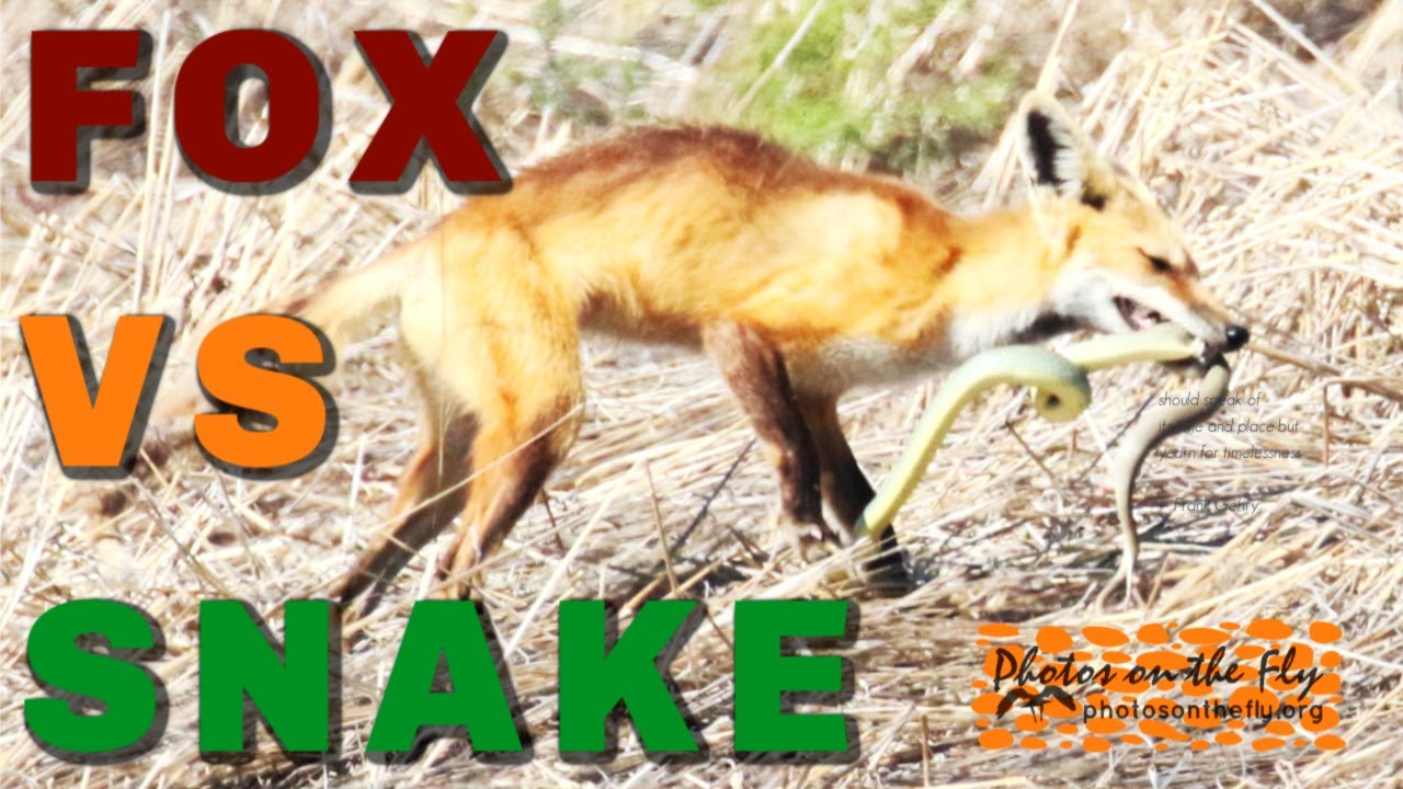Fox vs Snake, Who Wins? - YouTube