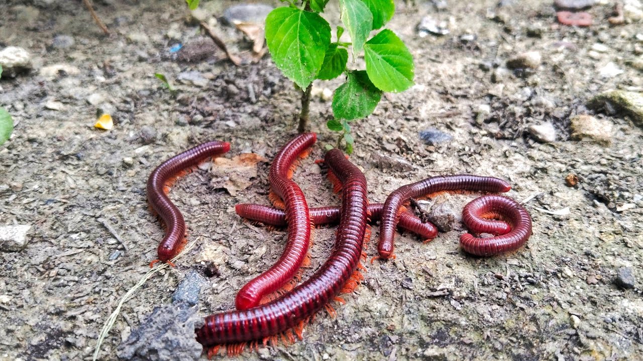Catching luwing in the forest, lots of luwing on rocks and in trees ...