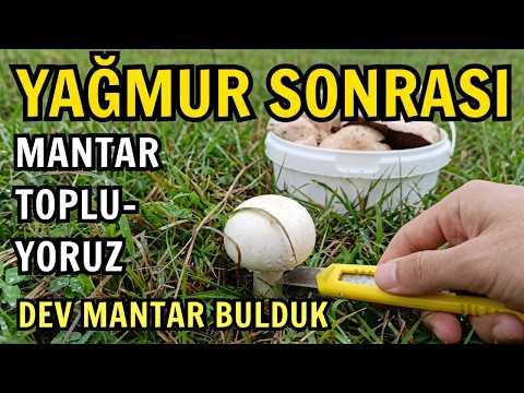 Kocaman İçikızıl Bulduk. Yağmurda Mantar Topladık. Bol içikızıl Var. 