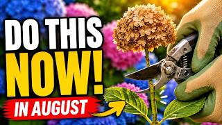 Your Hydrangea Needs this in Every August- Most Gardeners Get this Completely Wrong!