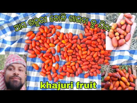 khajuri fruit ଖଜୁରୀ କୋଳି ଭାରି ମିଠା ଲାଗିବ - YouTube