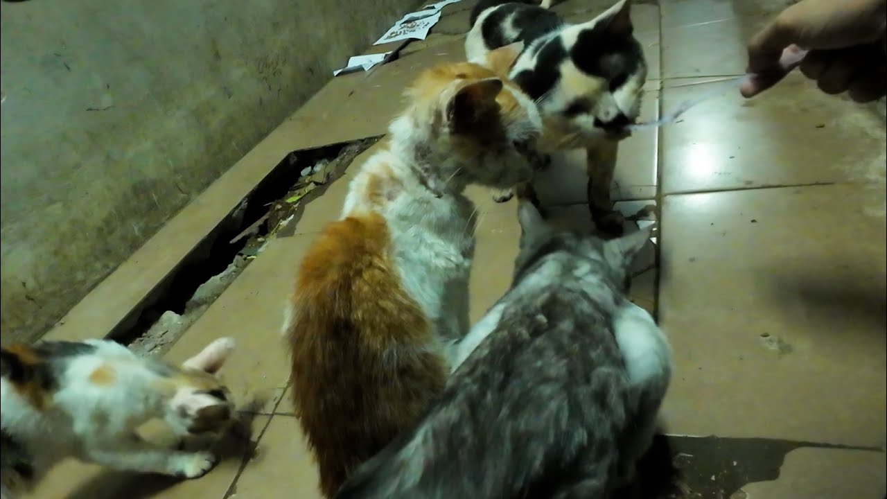 Happy stray cats feeding 4 😻 - YouTube