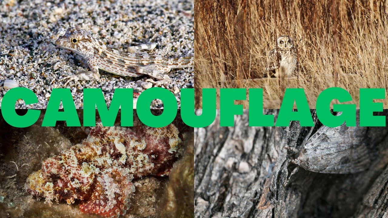 The Most Incredible Animals Who Disappear In Plain Sight - YouTube