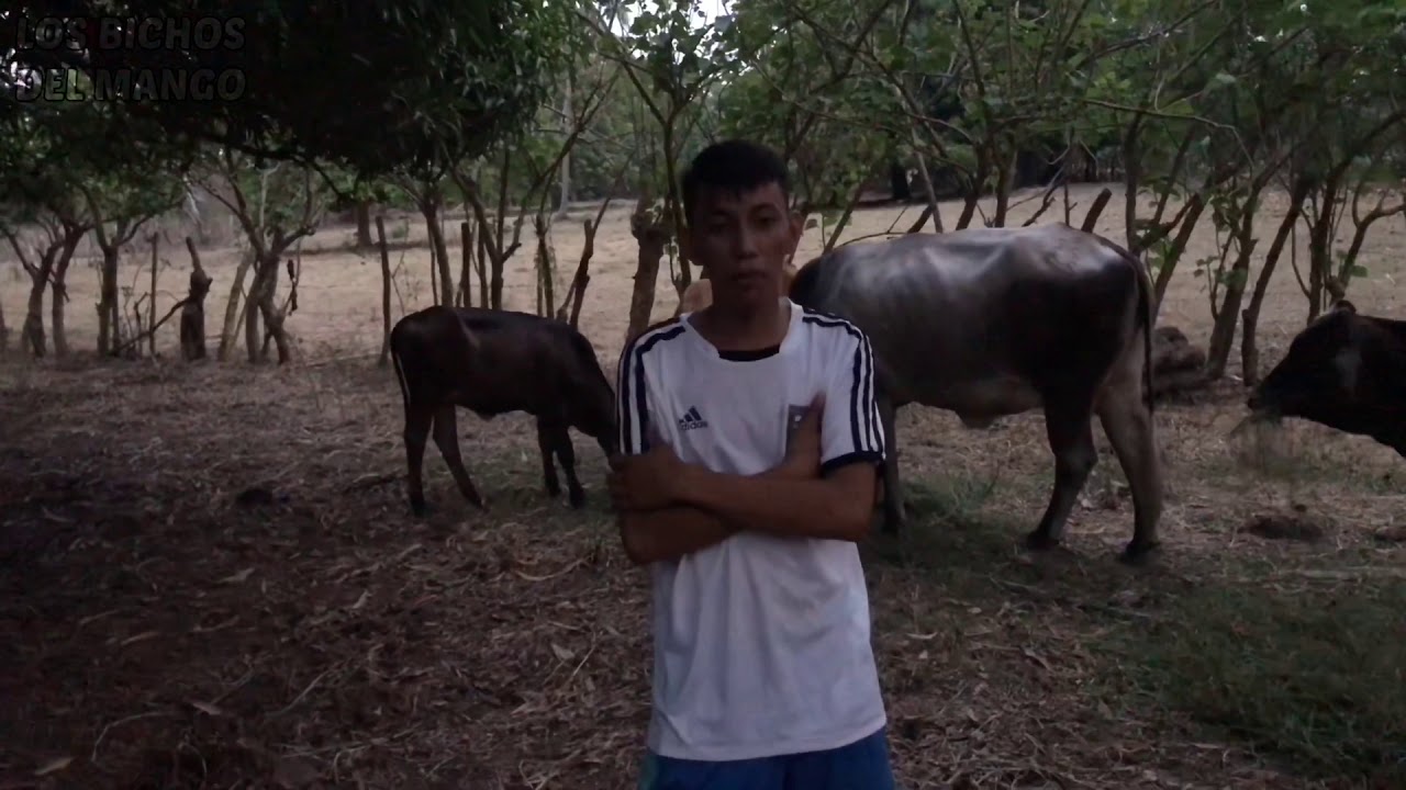 Conoscamos la historia de maicillo😎 (part.1) - YouTube