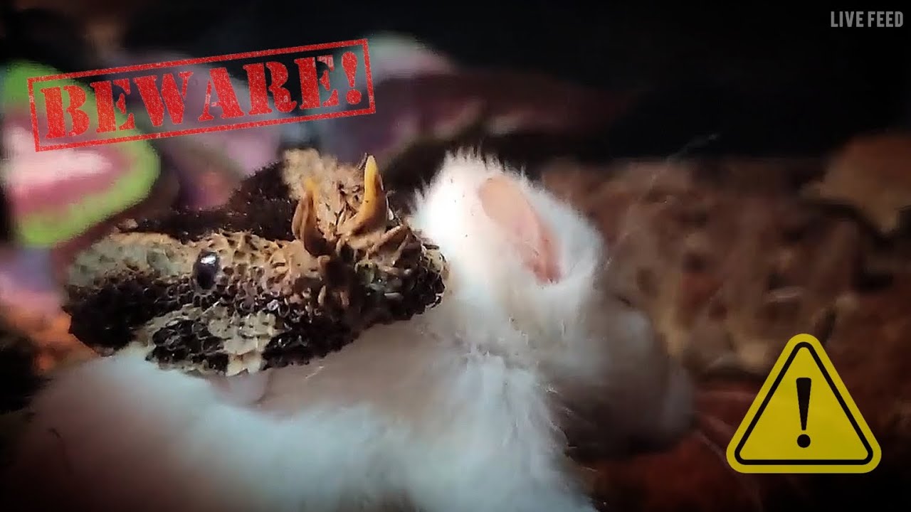 Viper Live Feeding Compilation : *WARNING* LIVE FEED - YouTube