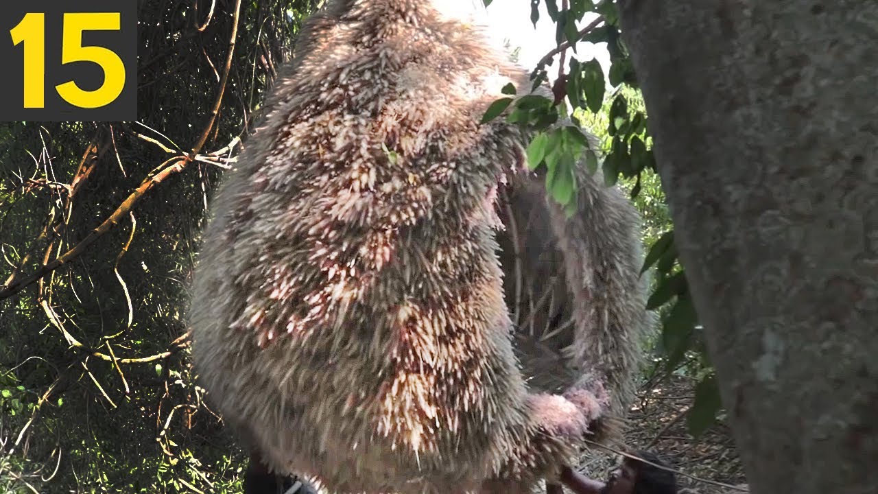 15 Most Incredible Animal Nests - YouTube