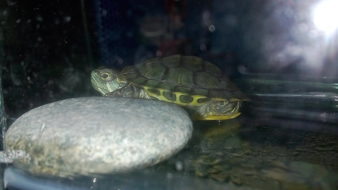 Primer dia con mi tortuga Kiwi en su Tortuguero | Alimentación|tortuga ...