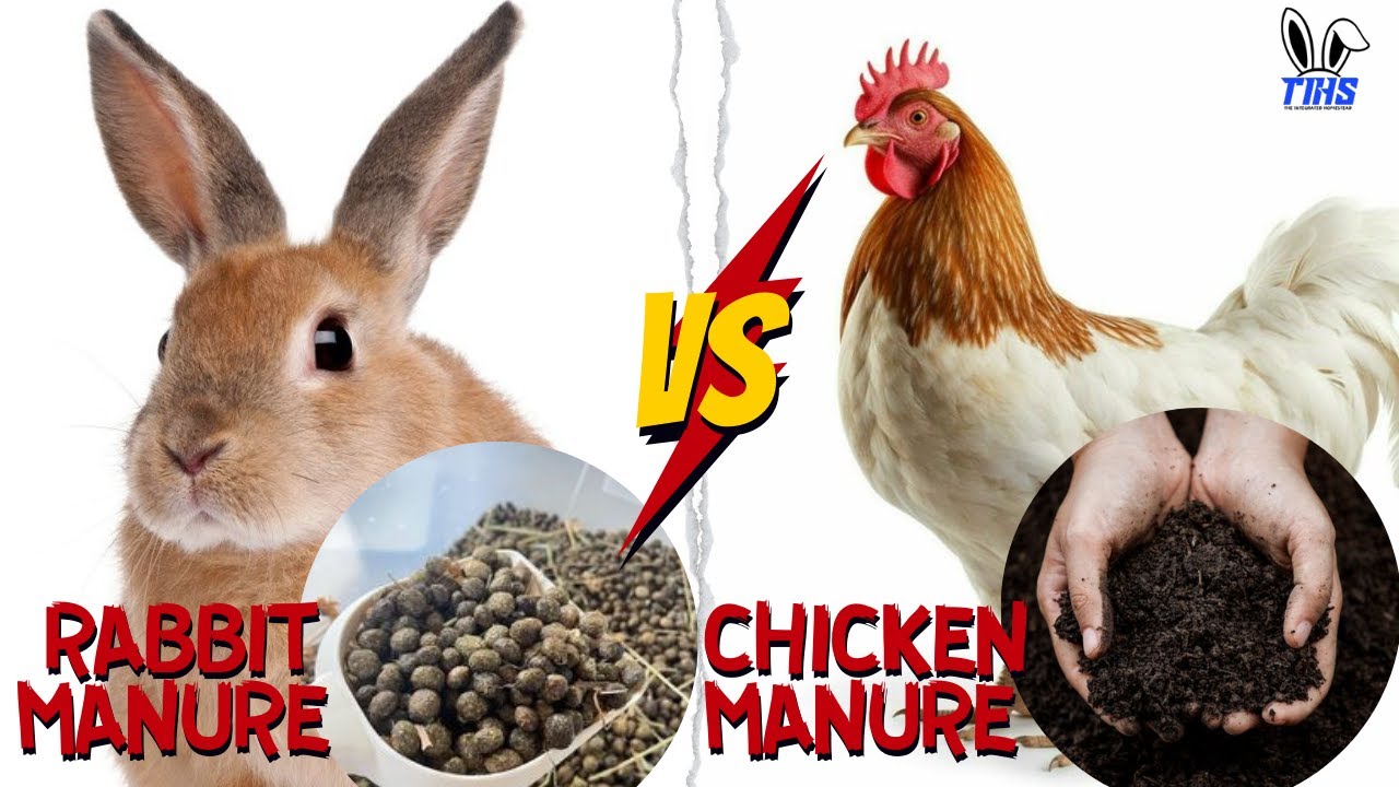 Rabbit Manure vs. Chicken Manure: Which is Best for Your Garden? - YouTube