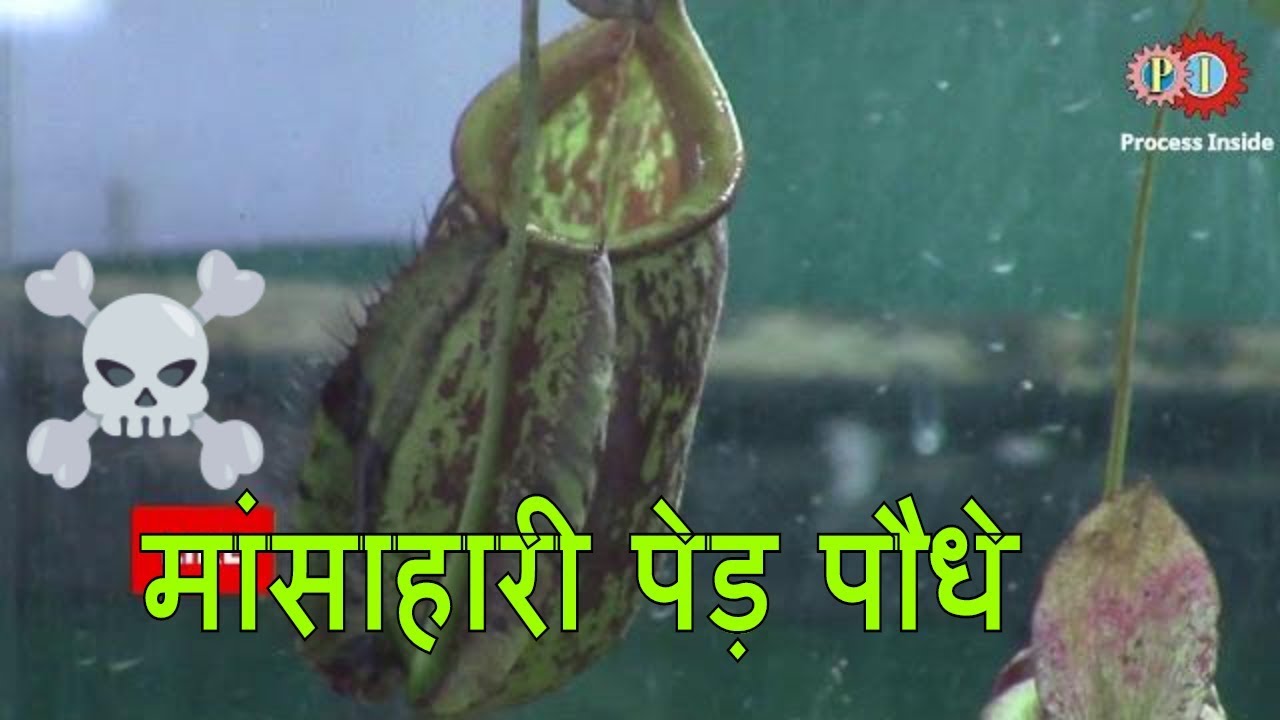 Non Vegetarian Plants YouTube non-vegetarian-plants-youtube
