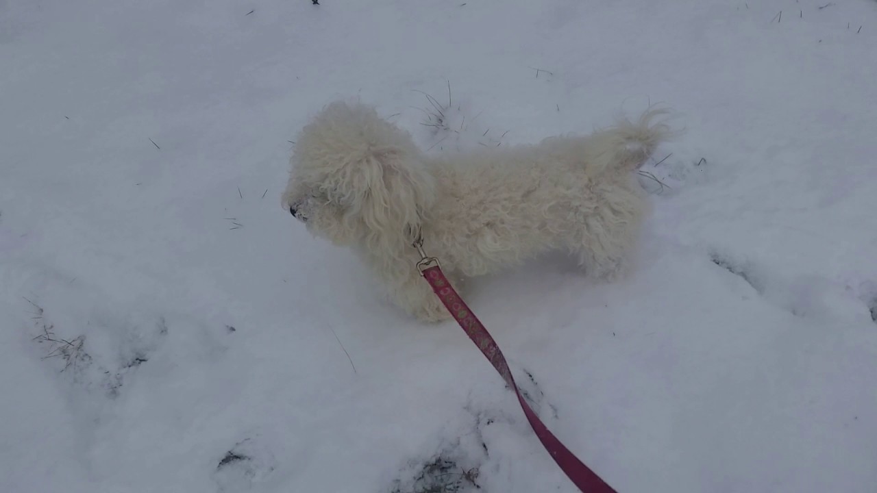 My dog seeing snow for the first time - YouTube
