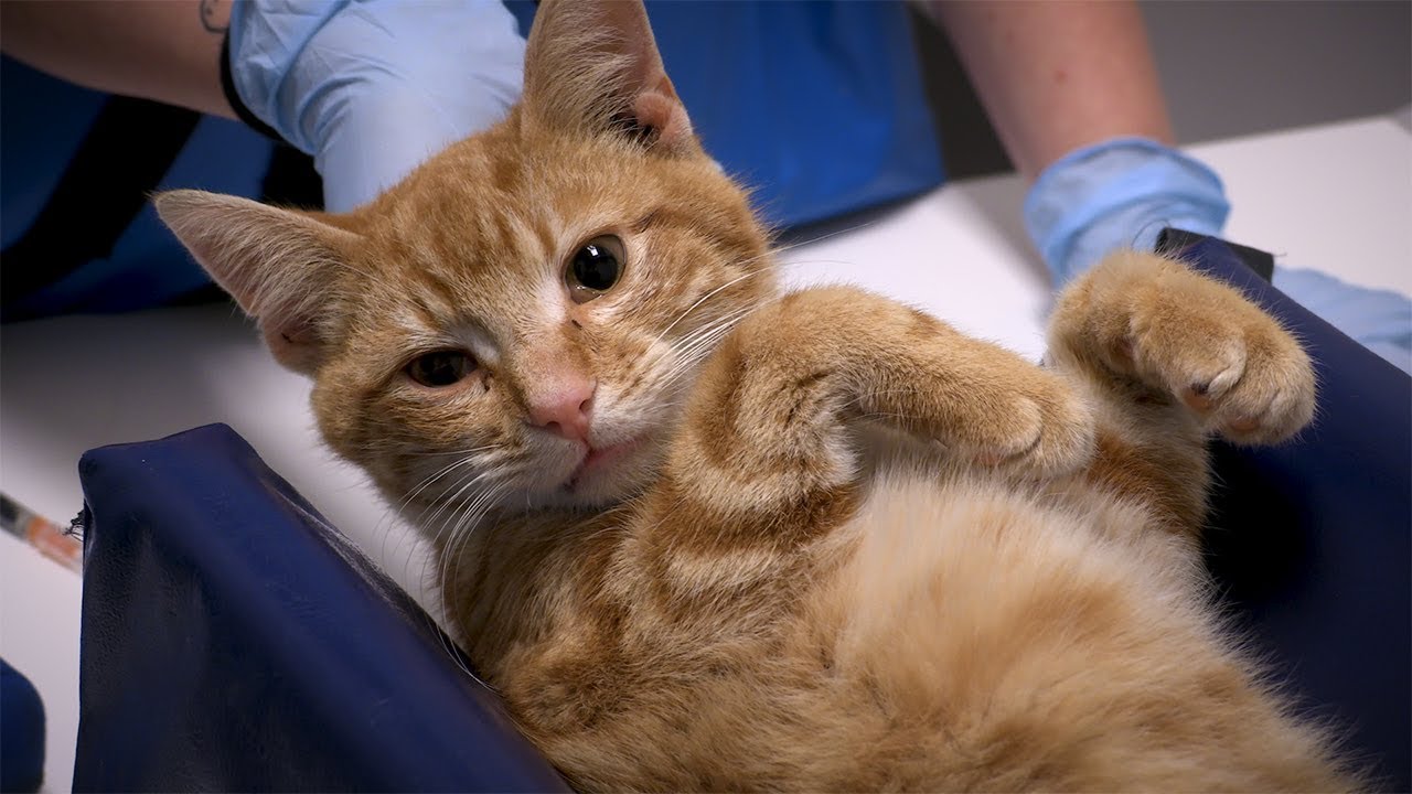 Help Timothy Travel Home! - YouTube