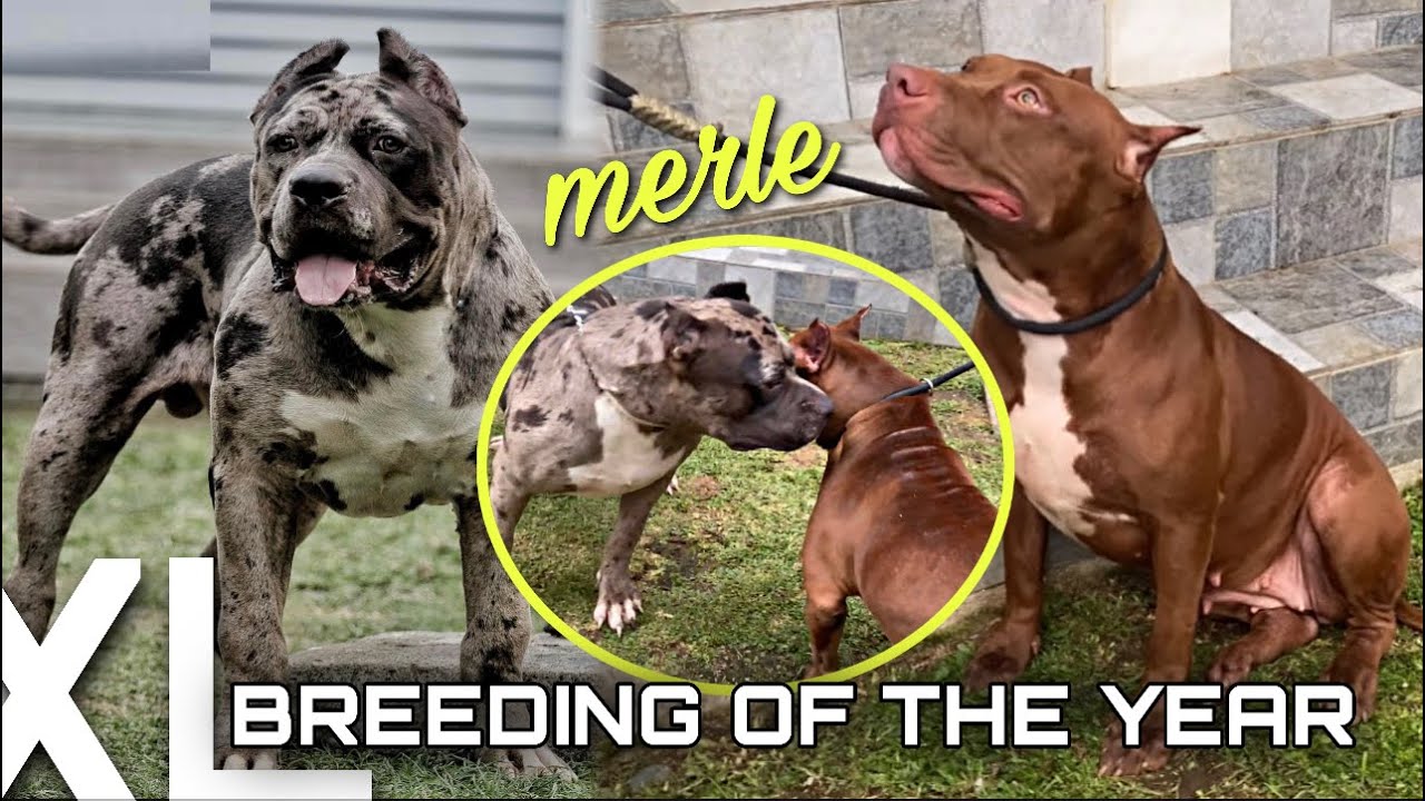 NAGHARAP NA!!! XL AMERICAN BULLY BREEDING OF THE YEAR • DOLLAR x FENDI ...