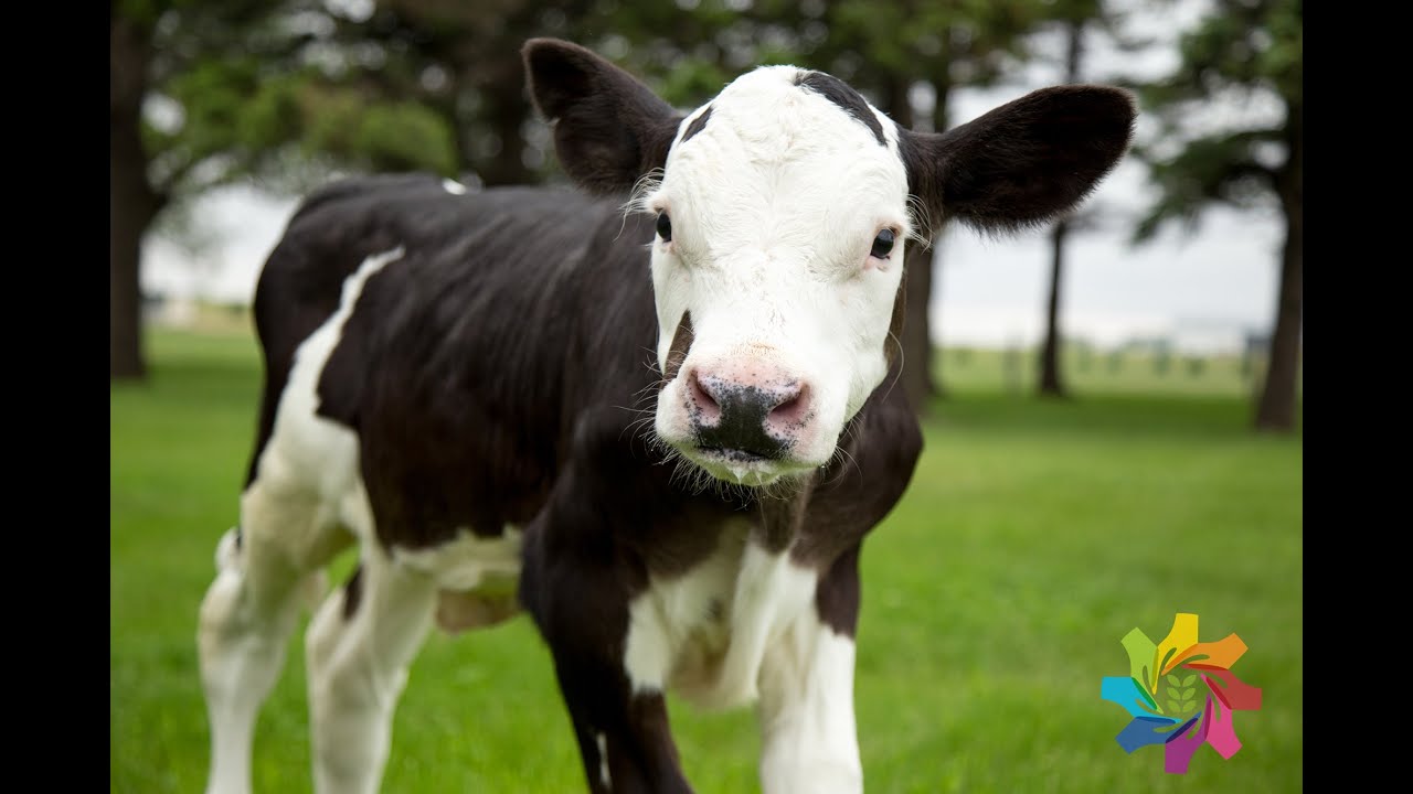 Genetically Engineered Cows
