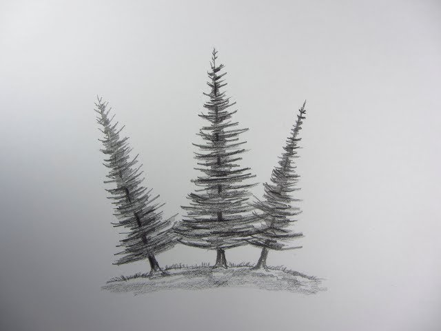 Black And White Pine Tree Sketch