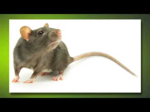 Shamrock Pest Control - Spring Hill, FL - YouTube