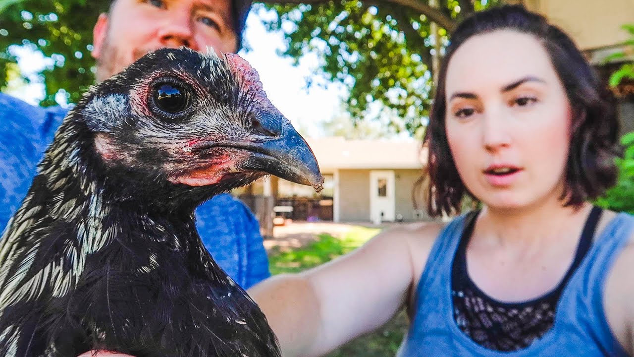 We Rescued GIANT Fighting Chickens! - YouTube
