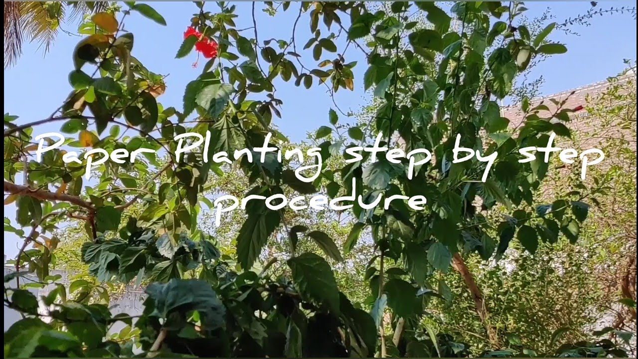 Paper Planting Step by Step Procedure - YouTube