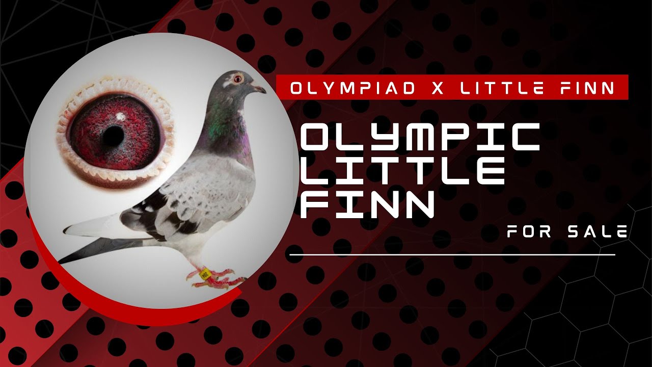 First Ever For Sale From Hyoer Exclusive Racing Pigeon Pairing Of ...