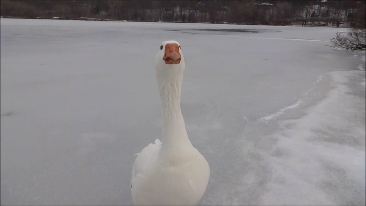 Trumpeter Swans and Greylag Goose - YouTube