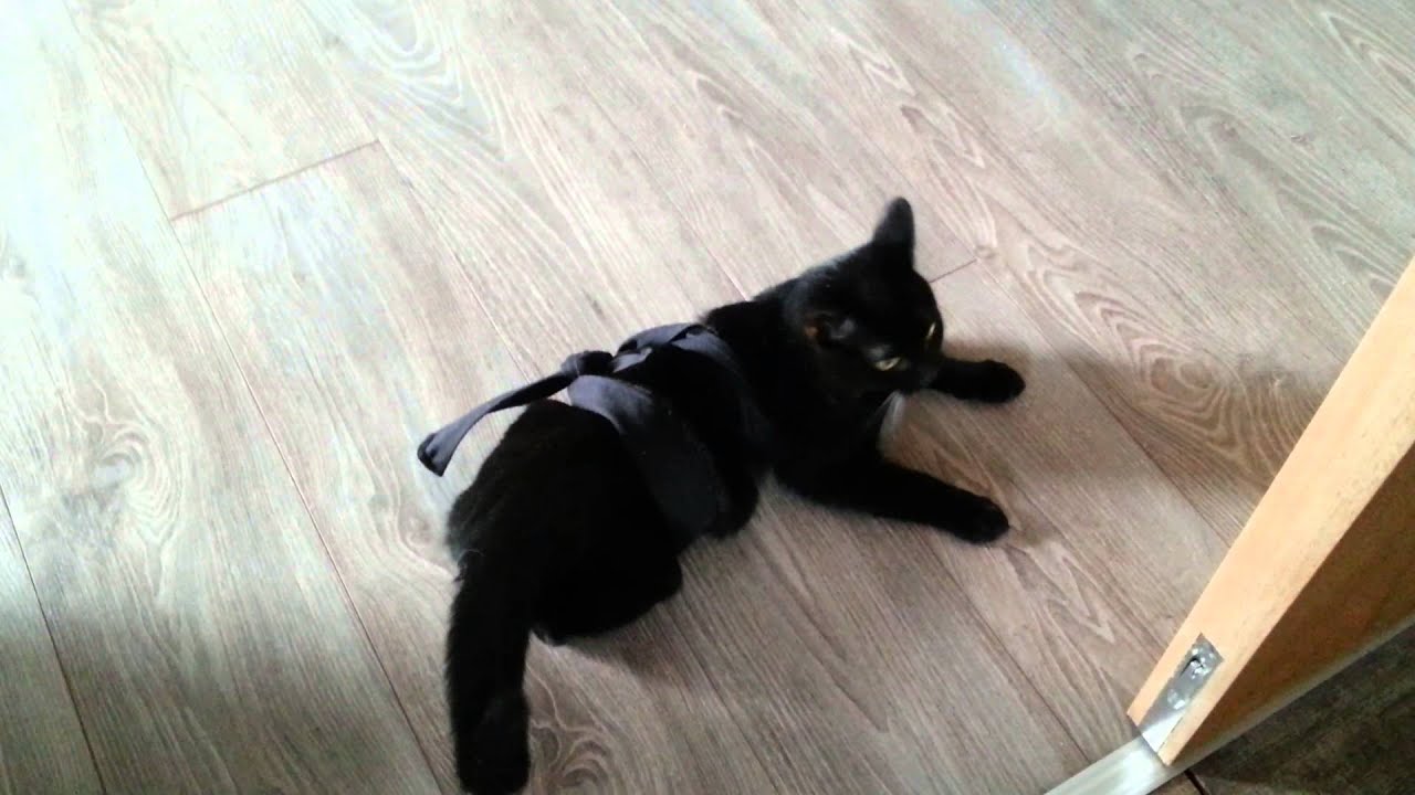 Hannibal The Cat Randoms: Ninja moves - YouTube