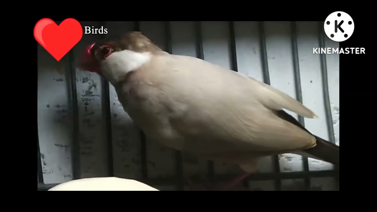 Complete Mutation Information About Java Sparow /Java Finch .(Hindi ...
