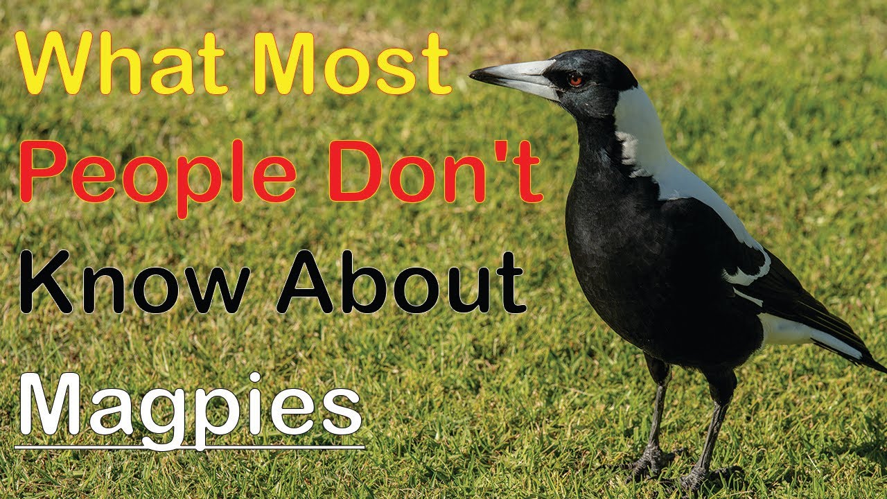 What Most People Don't Know About Magpies - YouTube