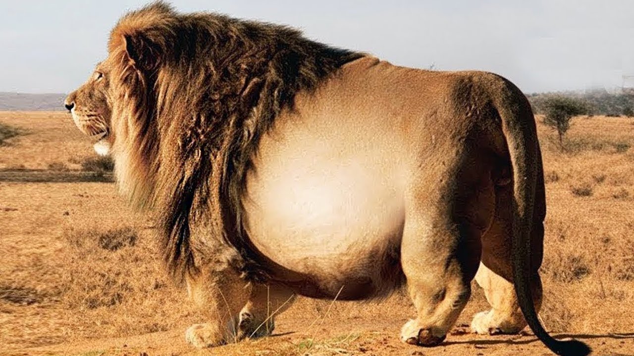 9 حيوانات اصابتهم السمنة وزيادة الوزن بشكل لا يصدق !! - YouTube