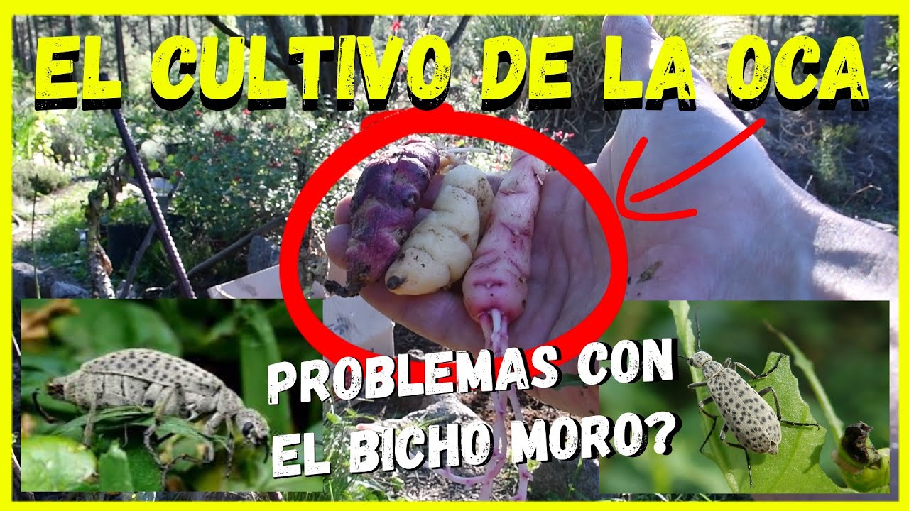 Un cultivo ANCESTRAL PREINCAICO (En CORDOBA?) | Como CULTIVAR OCA ...