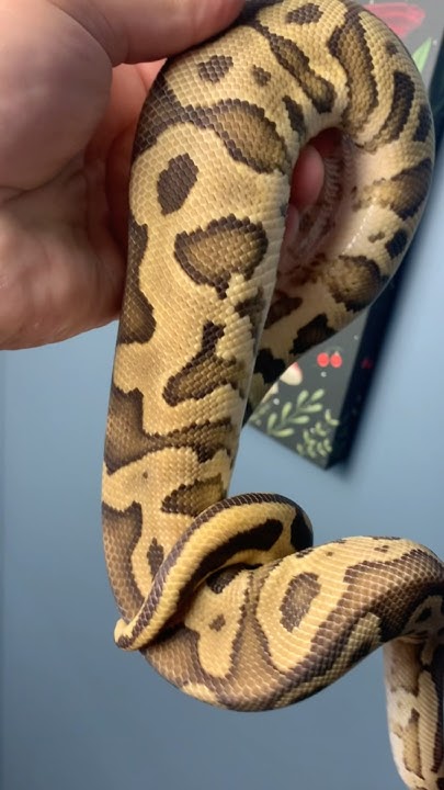 Ultra Rare Ball Python! - YouTube