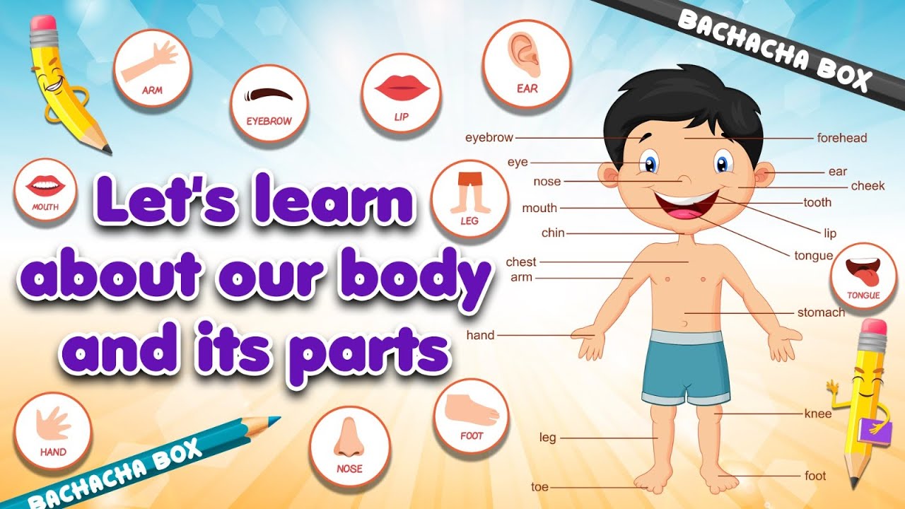 Human body I Body Parts I Learn Body Parts I Parts of Body I Body Part ...
