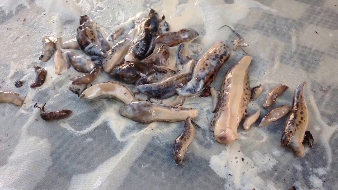 Saturday Projects™ .com | Make Your Own Cheap Slug Trap No Beer - YouTube