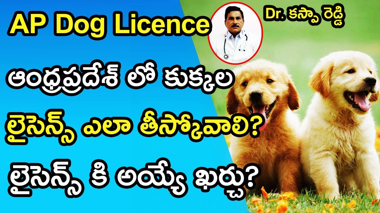 AP Dog Licence Update How To Get Dog Licenece In Andhra Pradesh YouTube ap-dog-licence-update-how-to-get-dog-licenece-in-andhra-pradesh-youtube