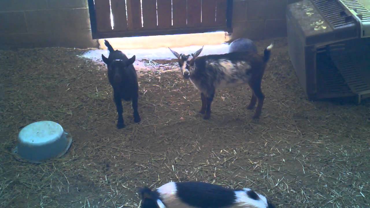 The goats...Bahh Bahh! - YouTube