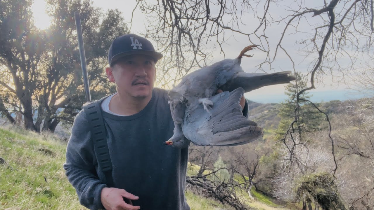 Bandtail Pigeons Hmong Delicacy (Bitter Pigeon Soup) - YouTube