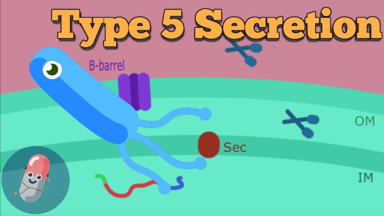 Type 5 Secretion system - YouTube