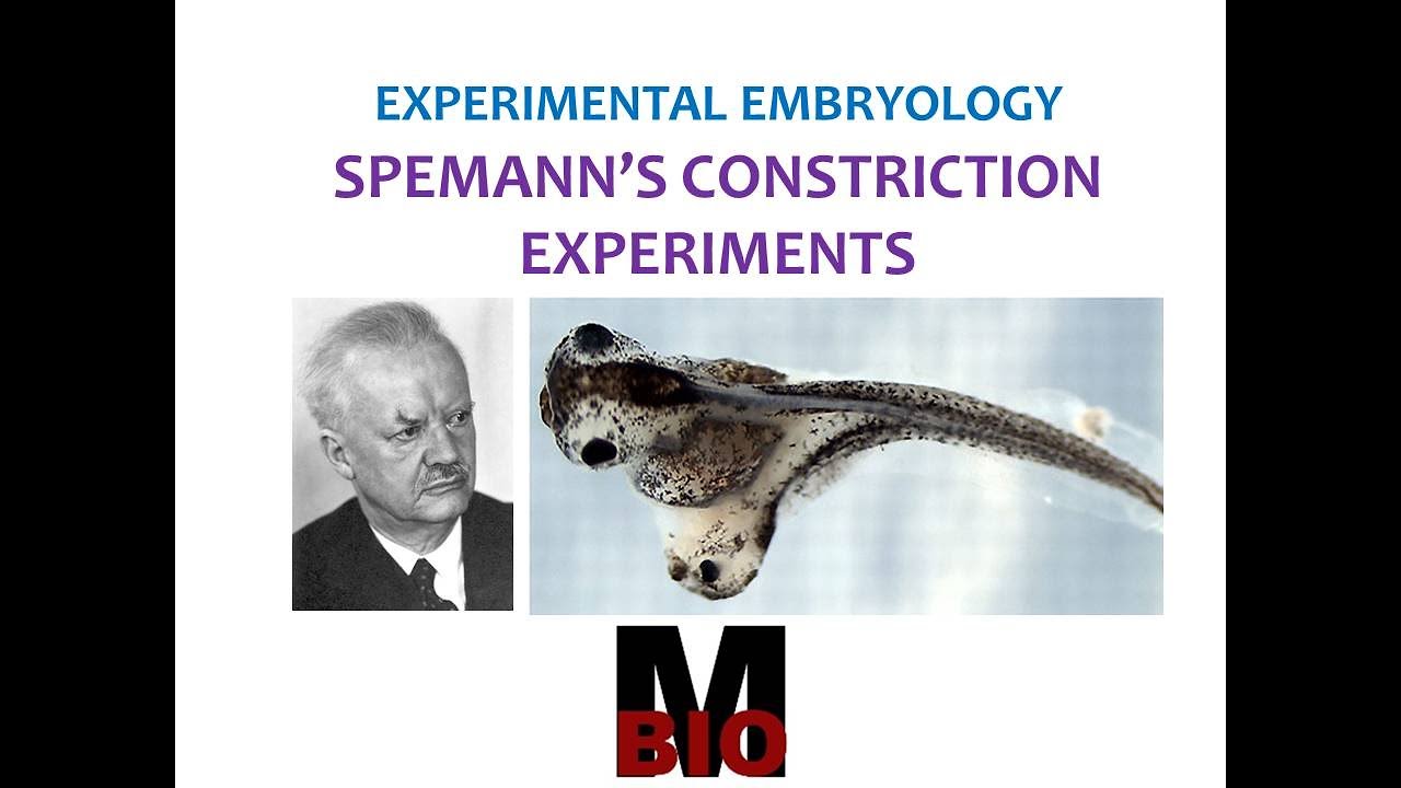 SPEMANN'S CONSTRICTION EXPERIMENTS - YouTube