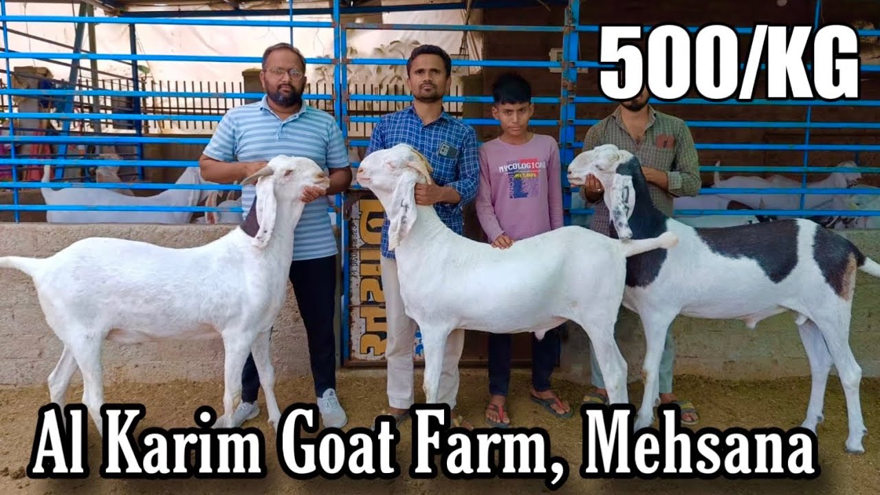 500/KG Sojat Goats at Al Karim Goat Farm, Kesimpa Village, Mehsana ...