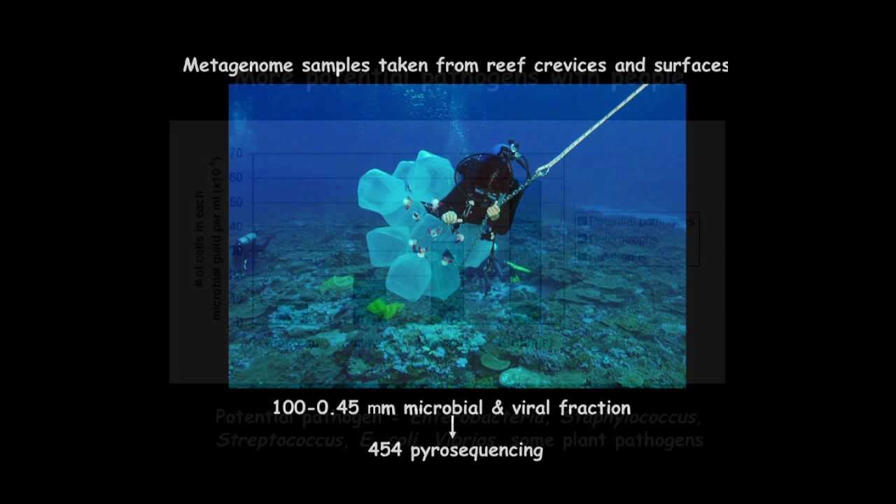 Coral Reefs in the Microbial Seas - Perspectives on Ocean Science - YouTube