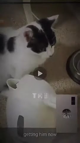 My new cat Thx @SSK-Troll for making this - YouTube