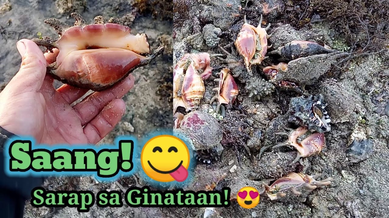 Simpling Especial Ulam Saang! 😍 #Saang #SpiderShells #Pakinas # ...