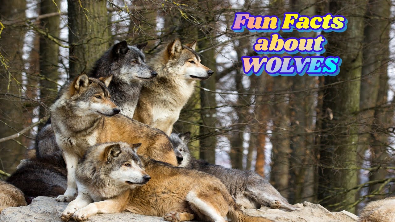 Fun and Interesting fact about WOLVES educational learning animal ...