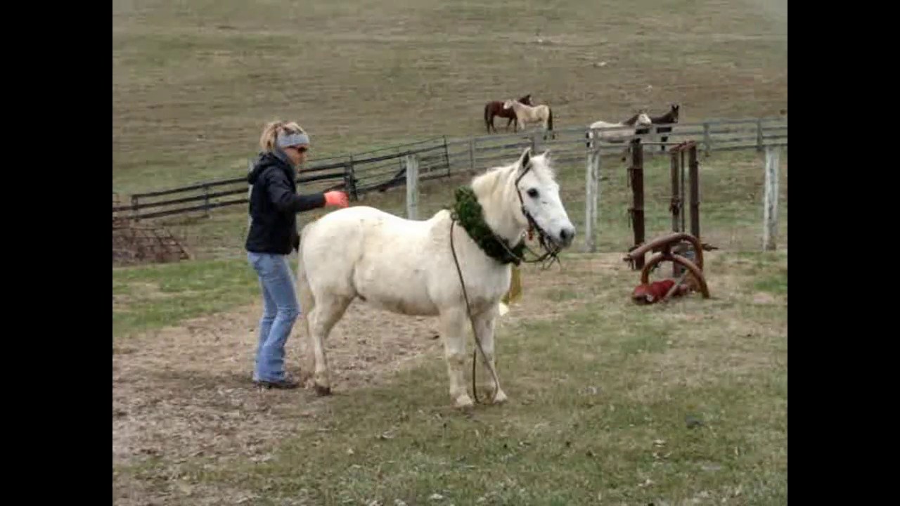 KID BROKE, BEGINNER FRIENDLY VERY BROKE PONY, EXCELLENT CHRISTMAS PONY ...