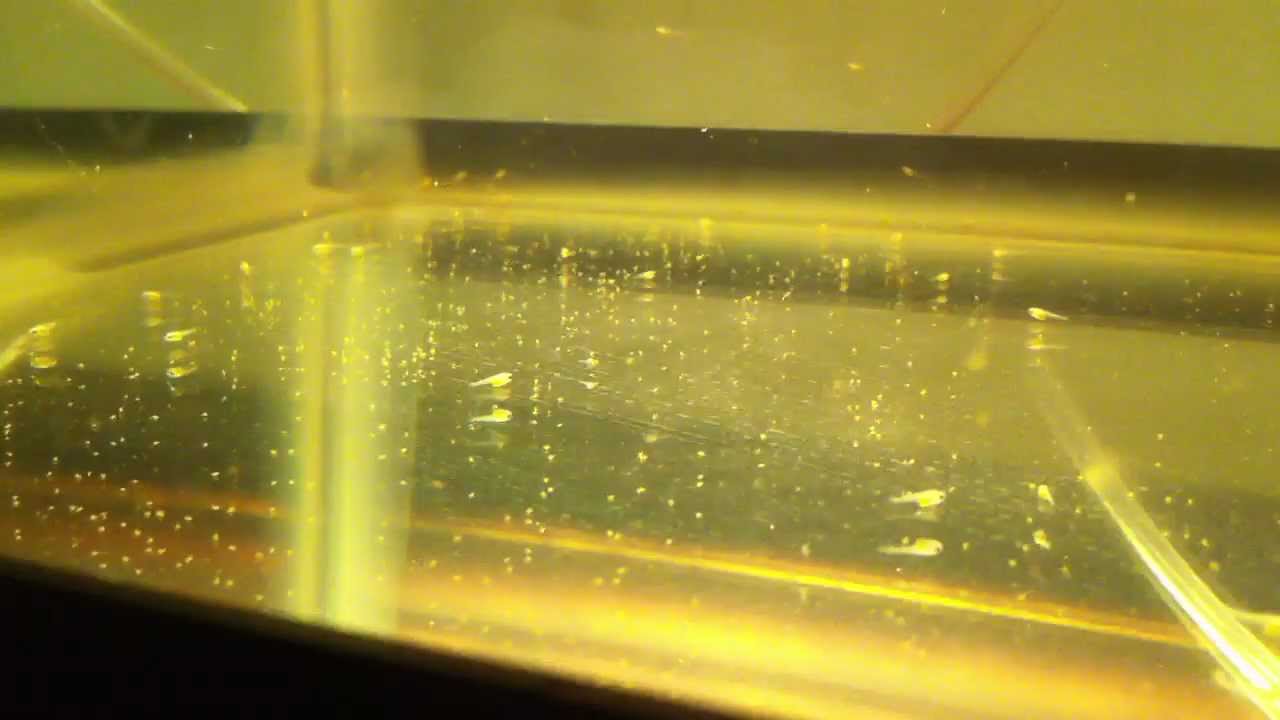 2 week old Betta fry bbs feeding HD - YouTube