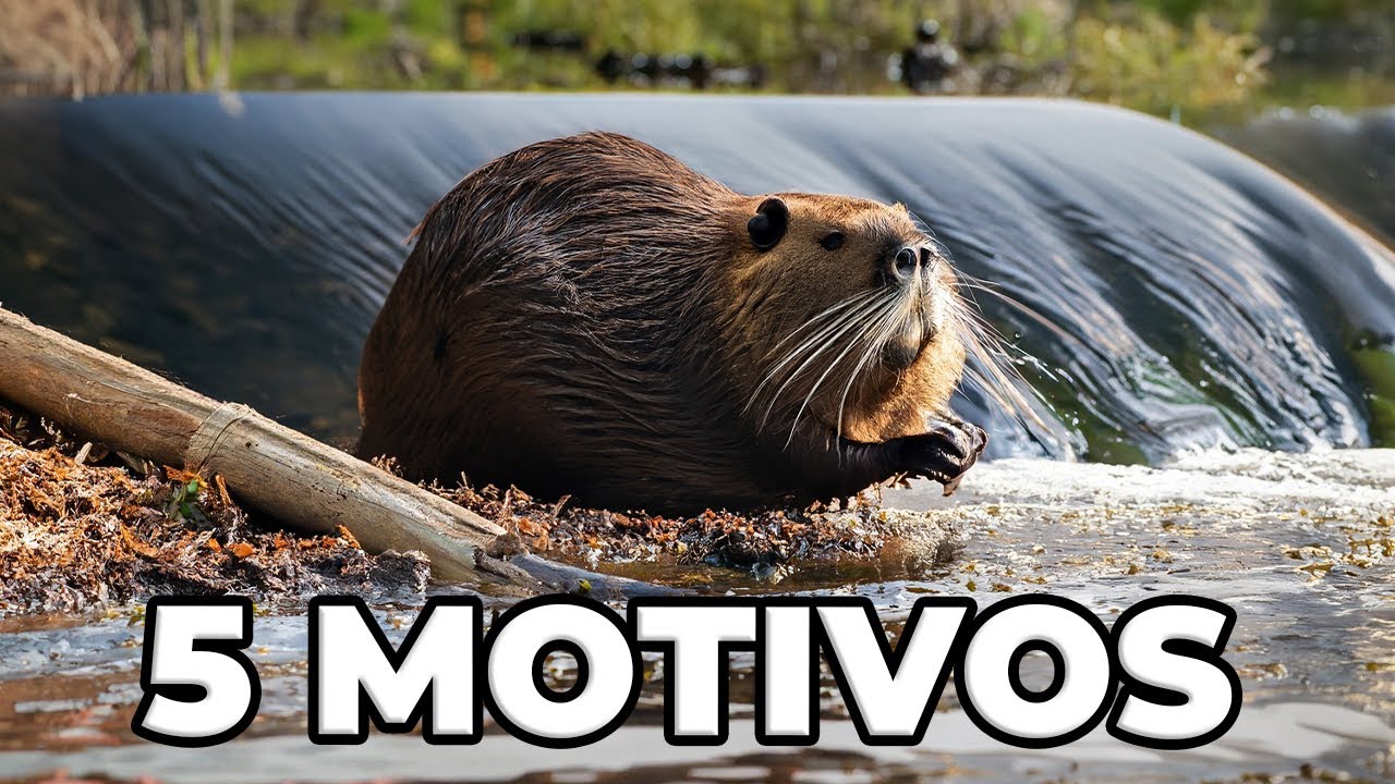 ¿Por qué los castores construyen represas? - YouTube