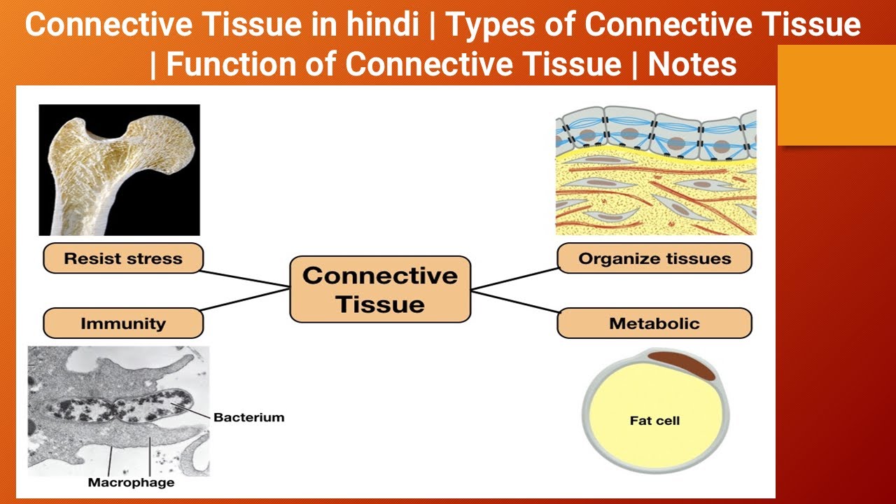 3 Main Types of Connective Tissue You Need to KNOW - YouTube
